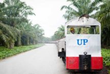UP – United Plantations Berhad