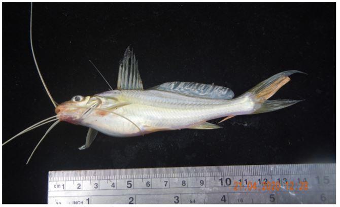 Environment – United Plantations Berhad