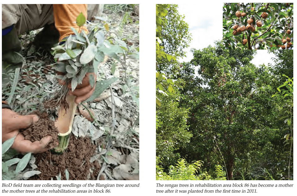 Environment – United Plantations Berhad